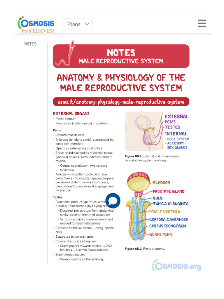 Male Reproductive System Notes - Diagrams & Illustrations - Osmosis | PDF