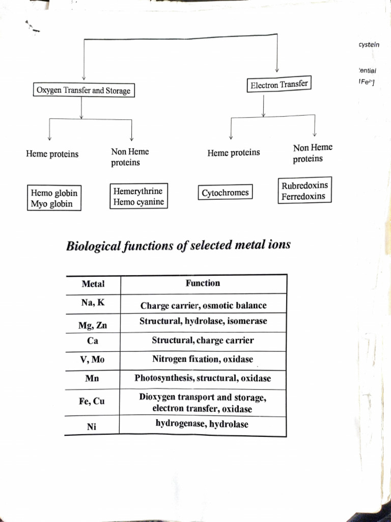 Bioinorganic Chemistry 3sem | PDF | Porphyrin | Biomolecules