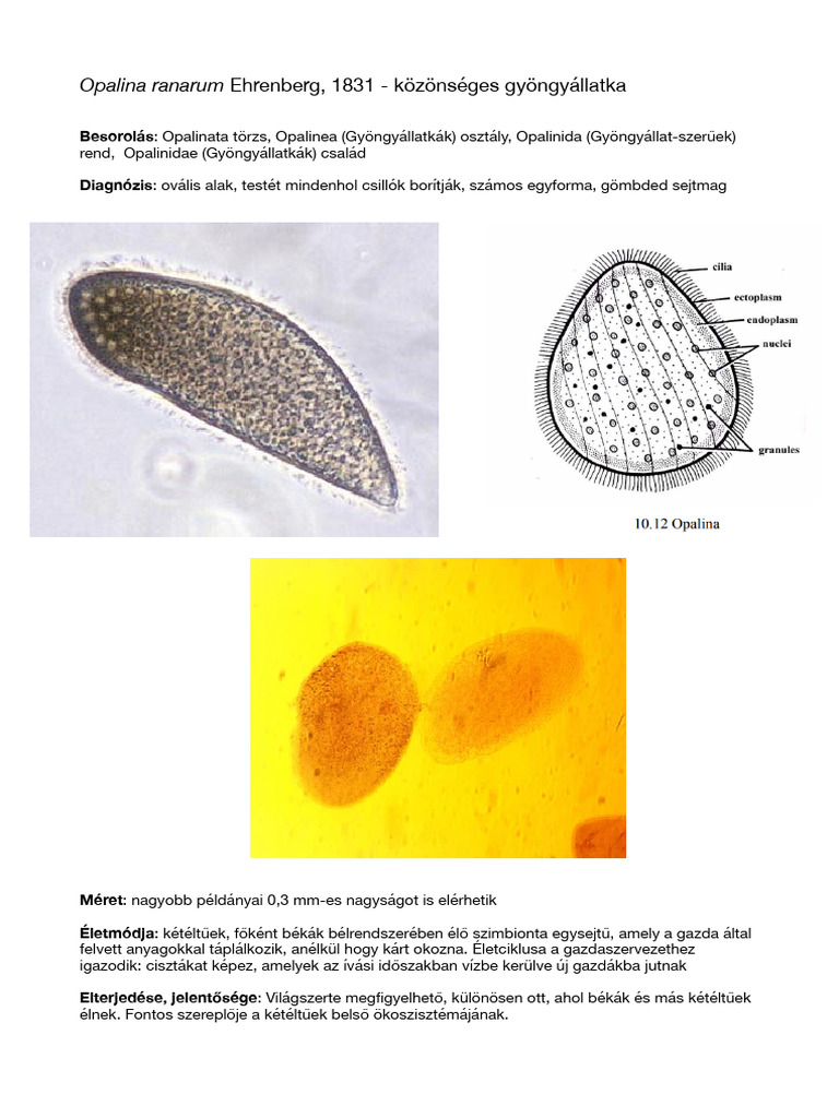 Opalina Ranarum - Közönséges Gyöngyállatka | PDF