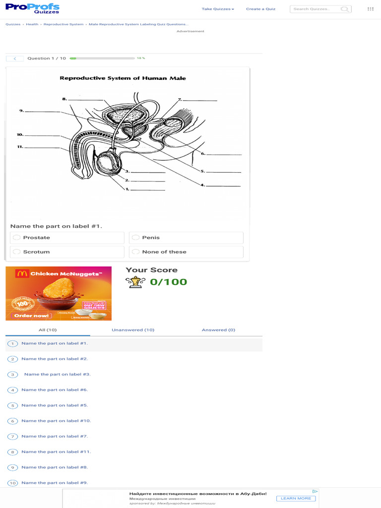 Male Reproductive System Labeling Quiz Questions | PDF
