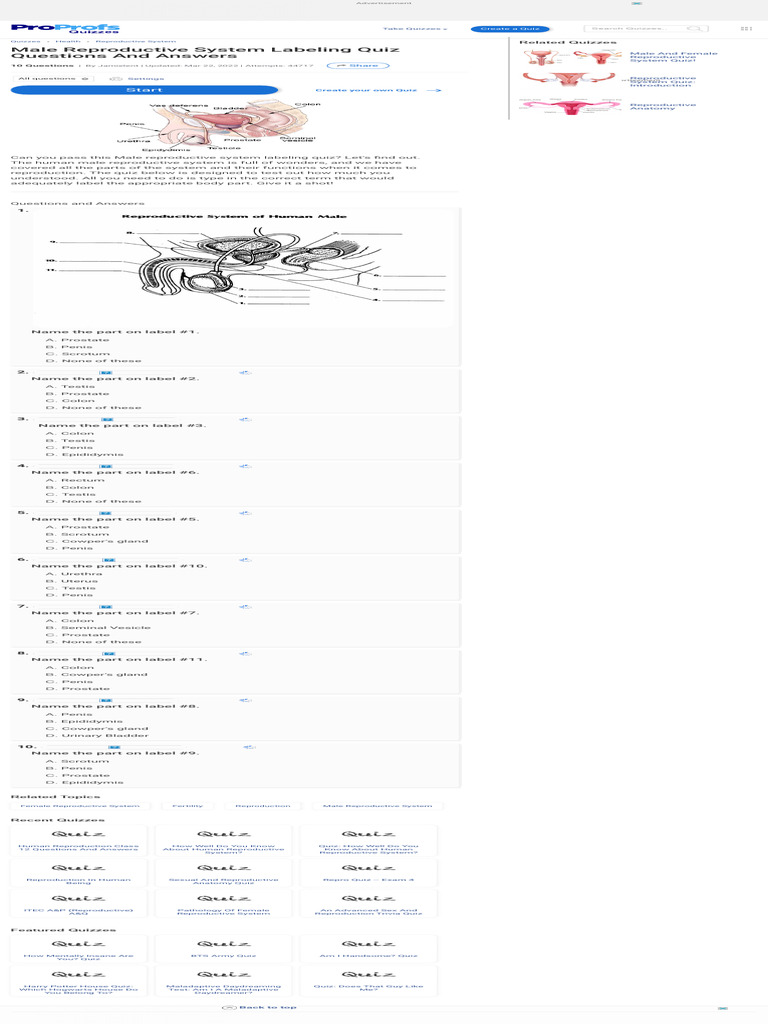 Male Reproductive System Labeling Quiz Questions 2 | PDF | Reproductive ...