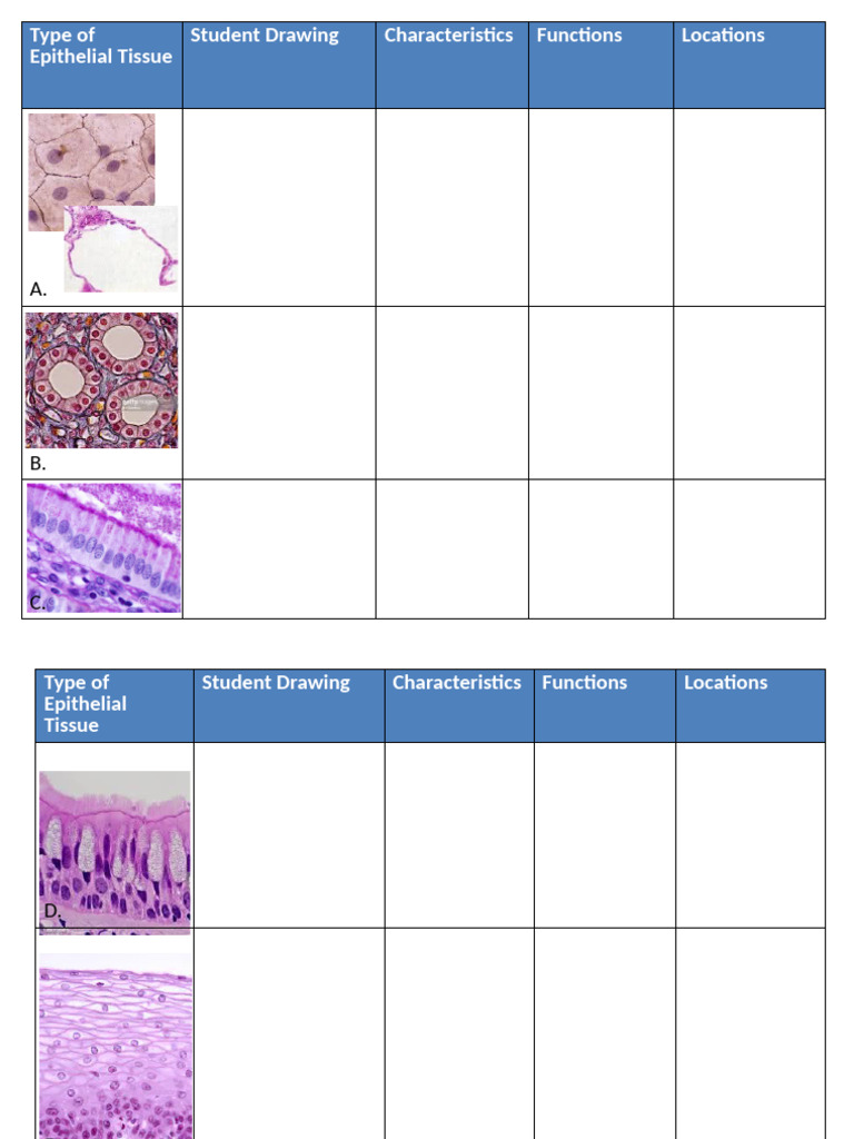 Tissue Types and Characteristics Guide | PDF
