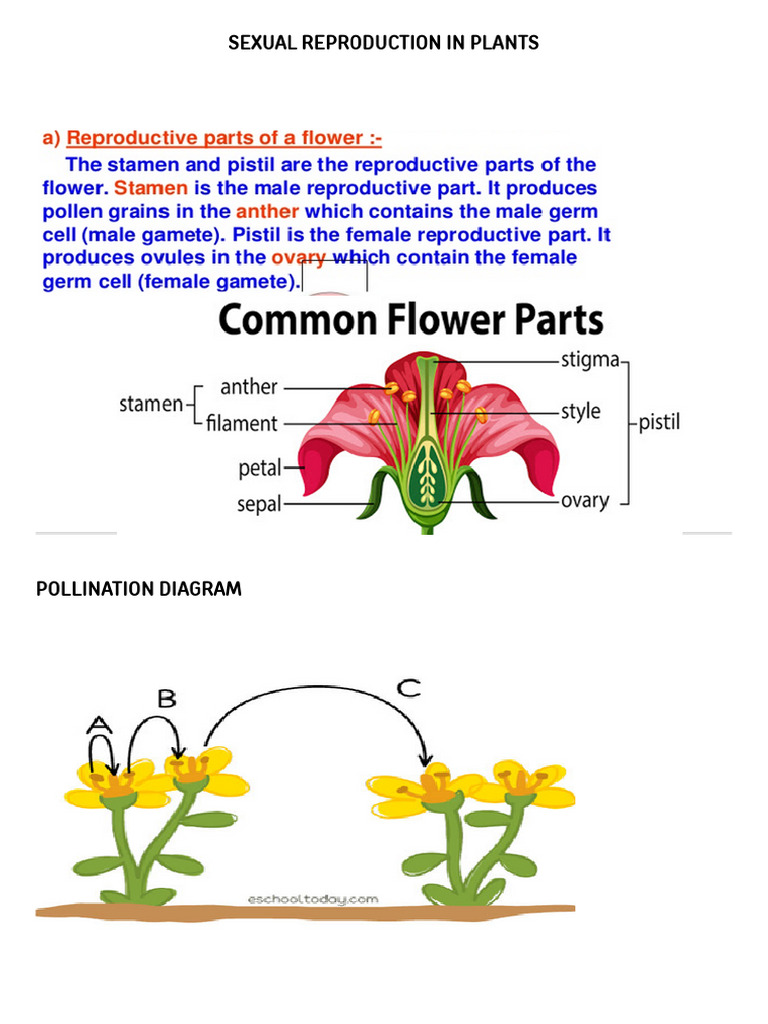 Reproduction Notes PDF | PDF | Fertilisation | Reproductive System
