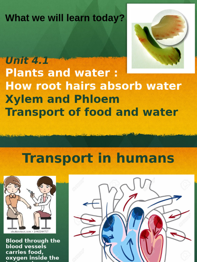 4.1 GR 8 Plants and Water | PDF | Leaf | Botany