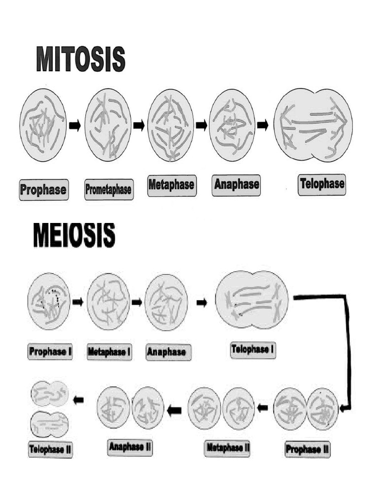 Activity 2 Drawing Mitosis | PDF | Teaching Methods & Materials | Computers
