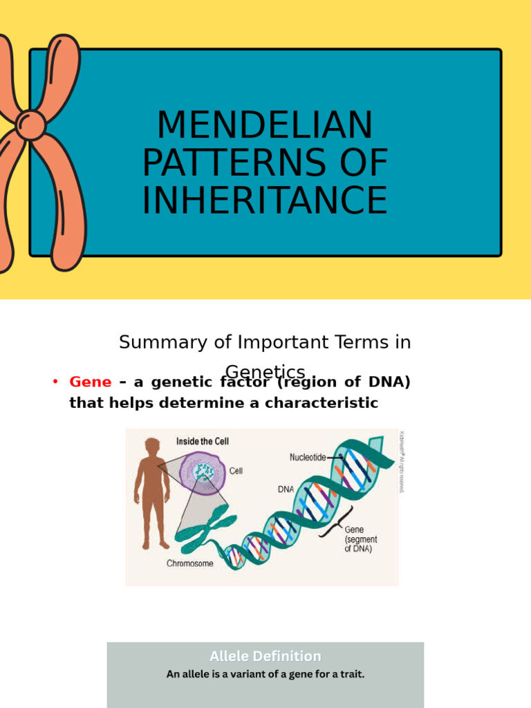 Mendelian Patterns of Inheritance 2 | PDF | Dominance (Genetics) | Genotype