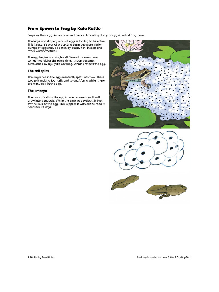 Frog Life Cycle: From Spawn to Frog | PDF | Egg | Frog