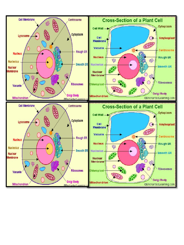 Animal and Plant Cell | PDF