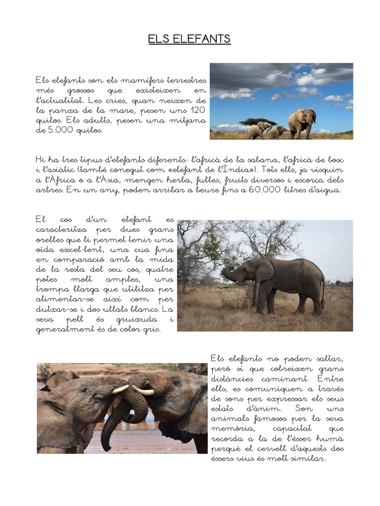 Els Elefants | PDF
