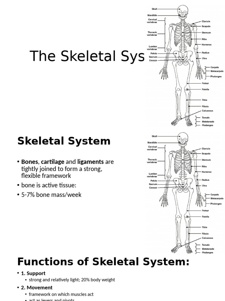 The Skeletal System-1 | PDF | Skeleton | Bone