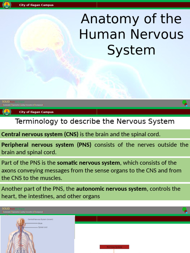 The Anatomy of The Human Nervous System | PDF | Anatomical Terms Of ...