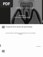 Tipos de Cemento Radicular: Acelular y Celular | PDF | Ramas de ...
