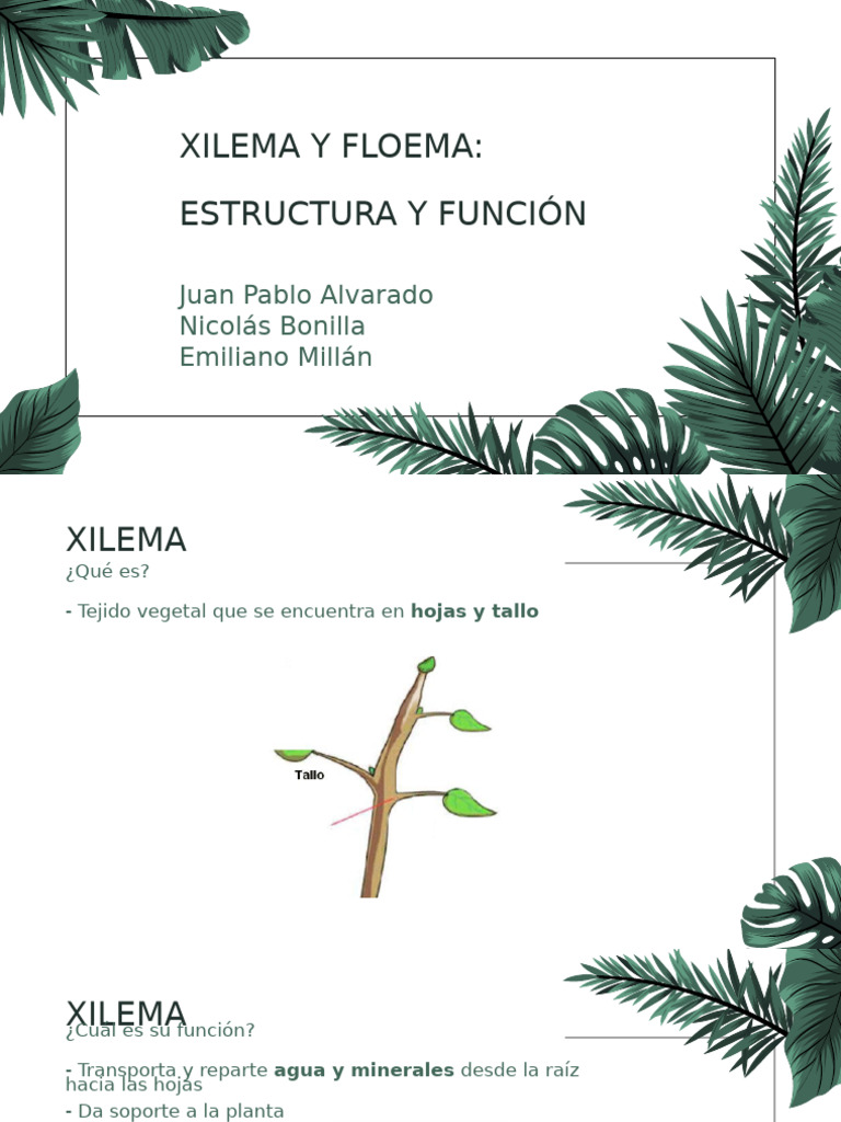 Estructura y función del xilema y floema | PDF