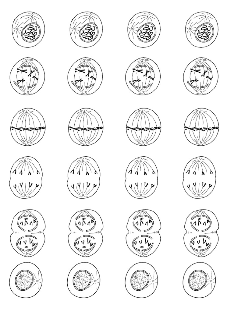 Mitosis Diagrams | PDF