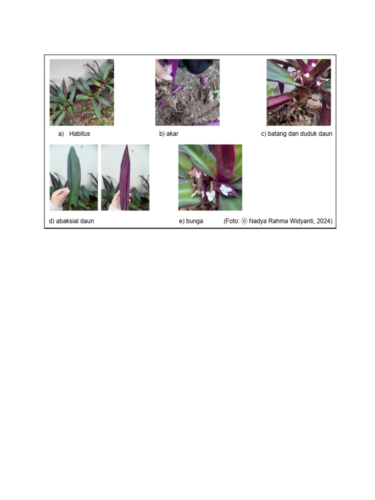 Adam Hawa (Rhoeo Discolor) | PDF