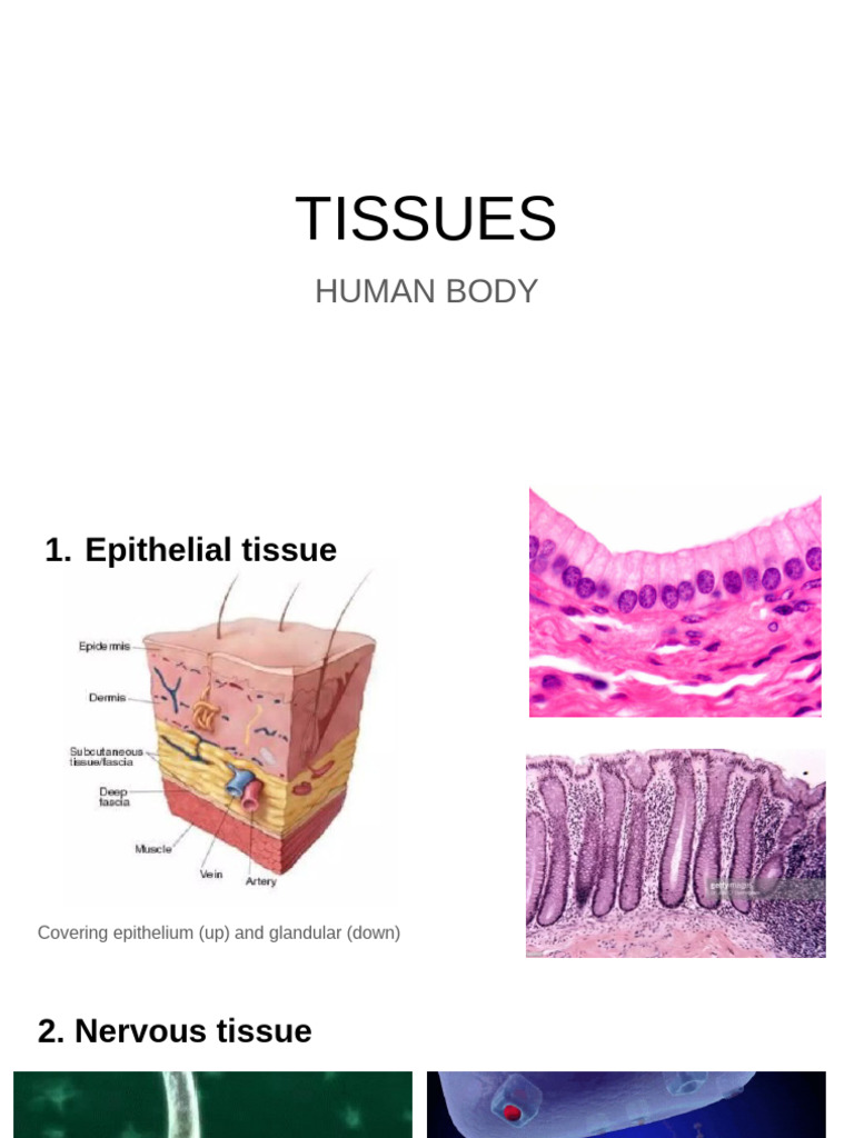 TISSUES | PDF