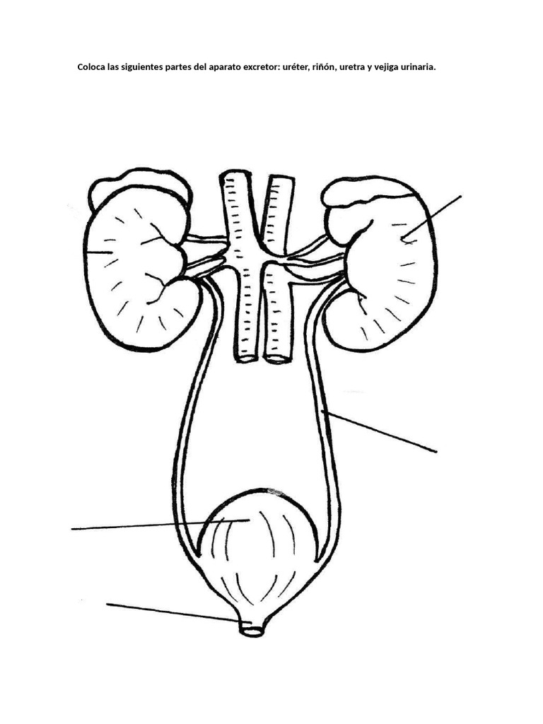 Aparato Excretor - Funda | PDF