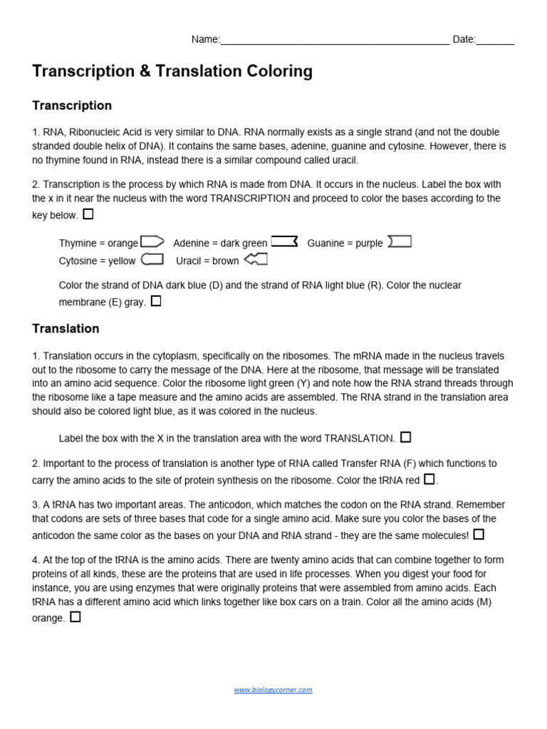 Transcription and Translation Coloring Guide | PDF | Translation ...