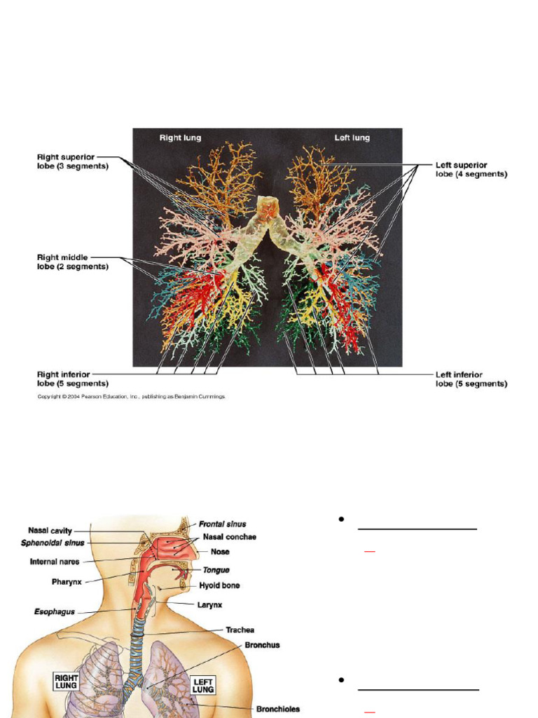 Functional Anatomy of Respiratory System | PDF | Respiratory Tract | Lung