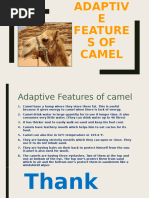 Camel Structural Adaptations Explained | PDF | Camel | Thermoregulation