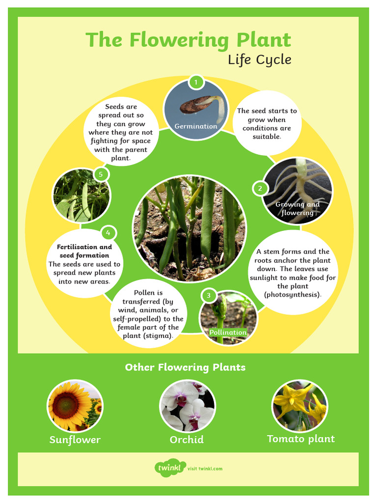 Flowering Plant Life Cycle Explained | PDF