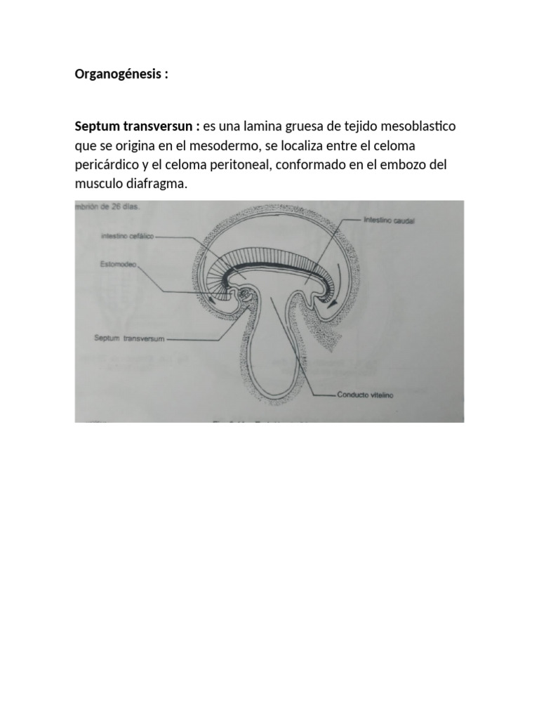 Organogenesis 2 | PDF