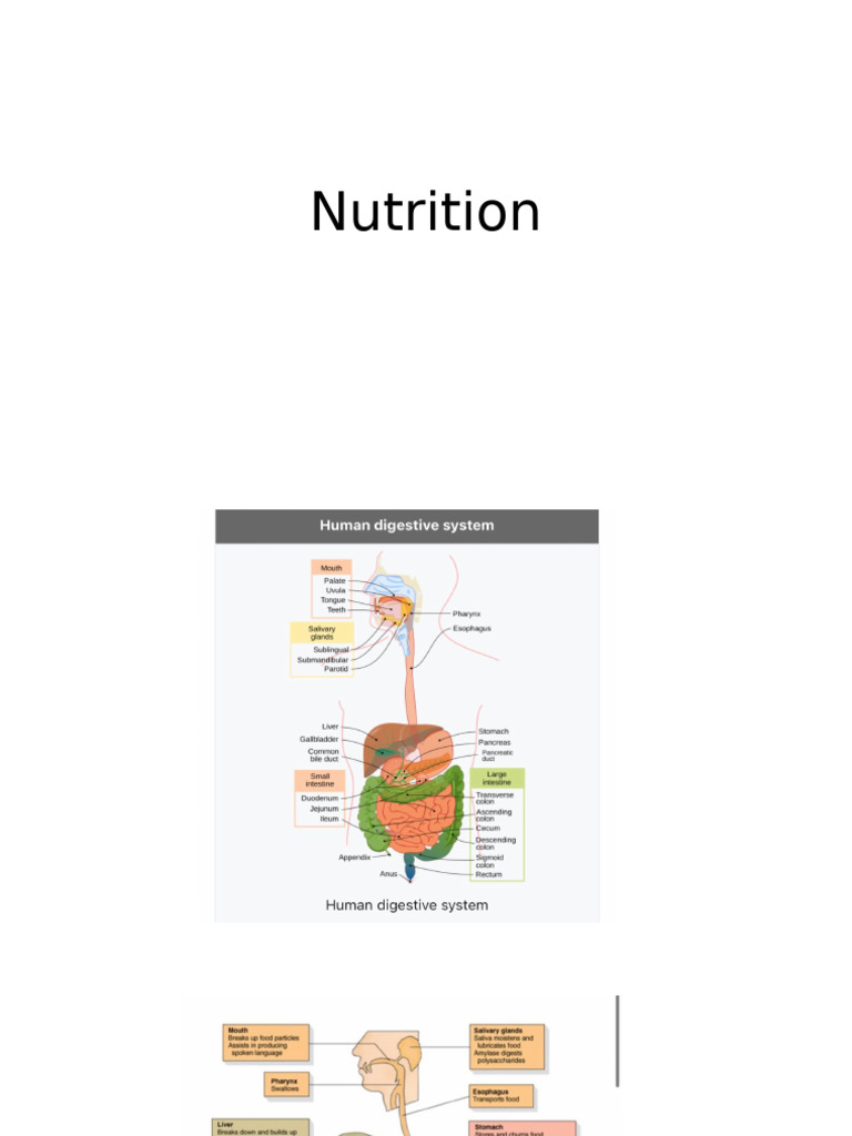 Nutrition | PDF