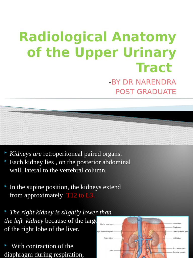 Uut Anatomy | PDF | Kidney | Medical Ultrasound