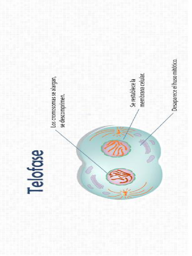 Telofase | PDF