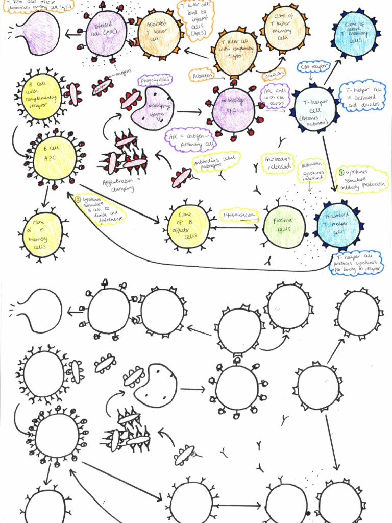 Summary of Immunity | PDF