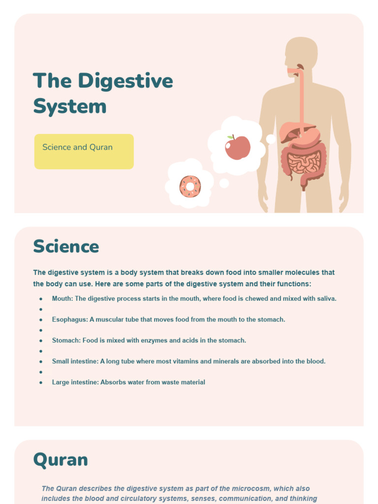 Digestive System: Science and Quran Insights | PDF