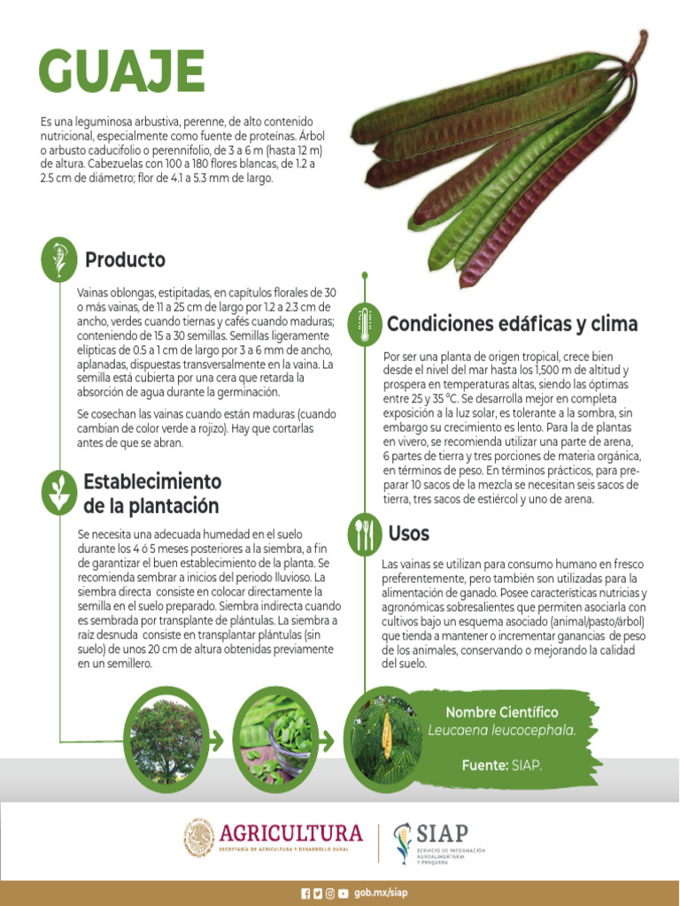 Guaje Monografi A 2023 | PDF | Semilla | Siembra