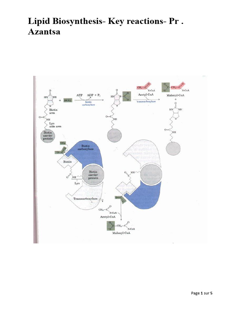 BCH331 - Chap2 - Lipogenese - Quelques Reactions Et Illustrations - Pr ...
