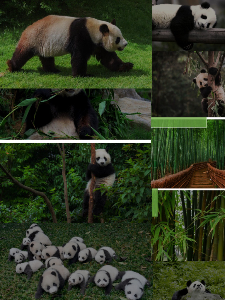 Panda Conservation: Lessons for Survival | PDF | Giant Panda ...