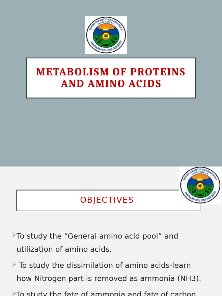 AA & Proteins Metabolism | PDF | Transaminase | Alanine