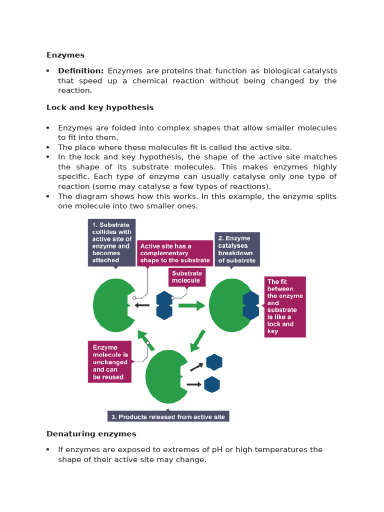 Enzymes notes - Science | PDF | Enzyme | Active Site