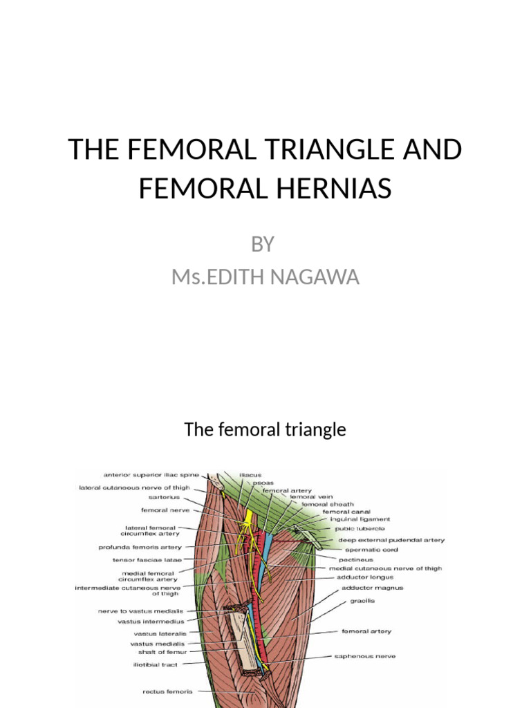 The Femoral Triangle and Femoral Hernias | PDF | Vein | Lower Limb Anatomy