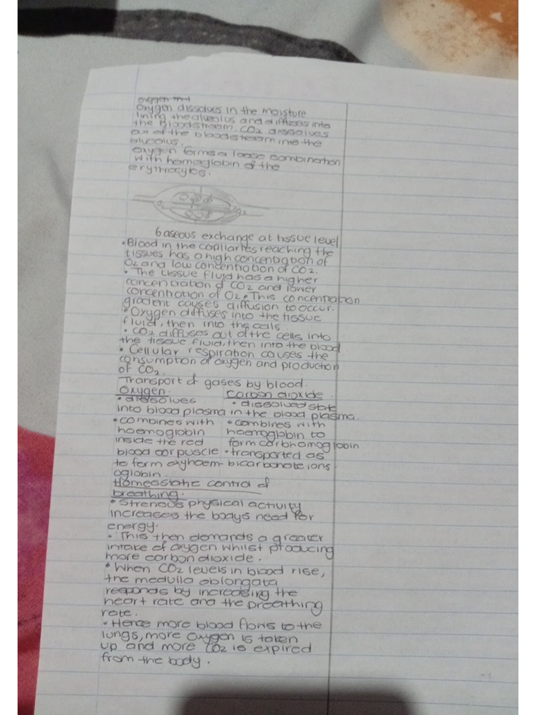 Grade 11 Photosynthesis and Gaseous Exchange | PDF