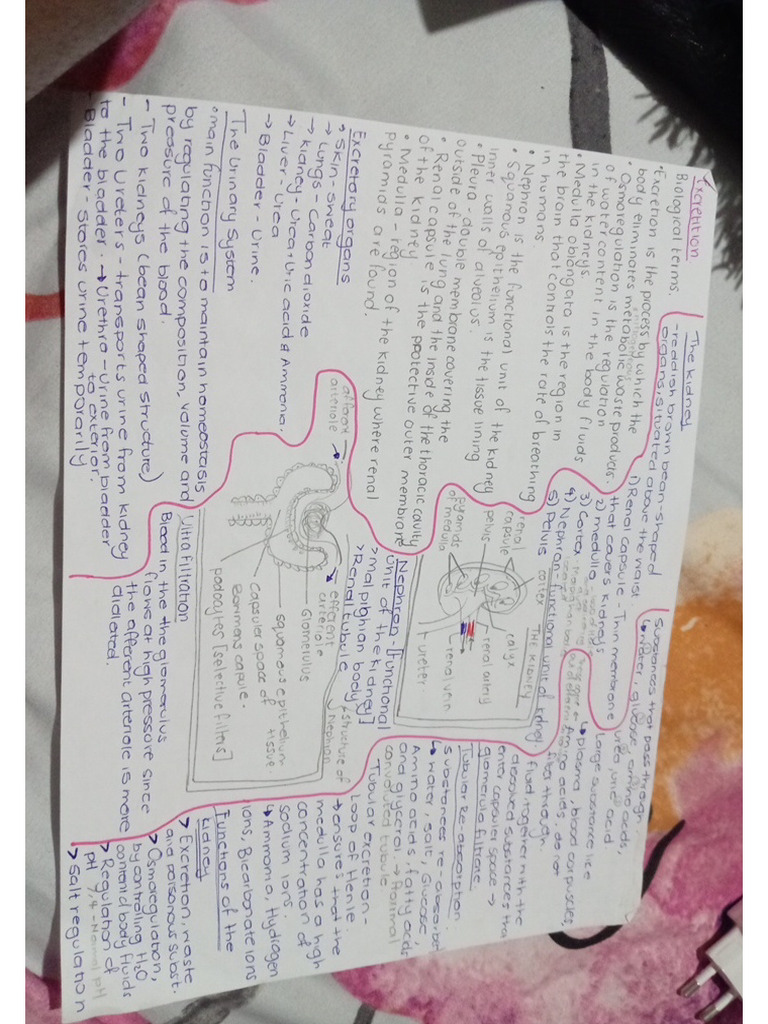 Life Science Grade 11 | PDF