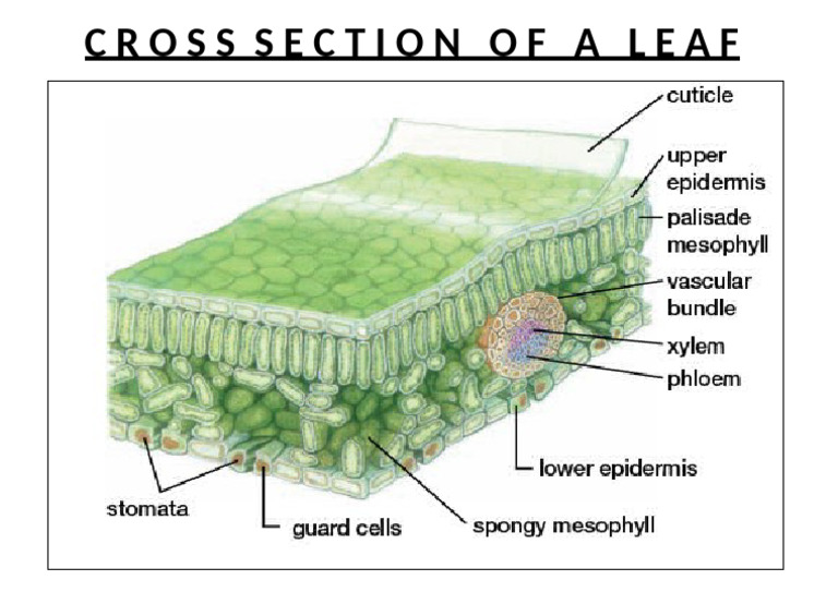 Leaf Cross Section Anatomy Explained | PDF
