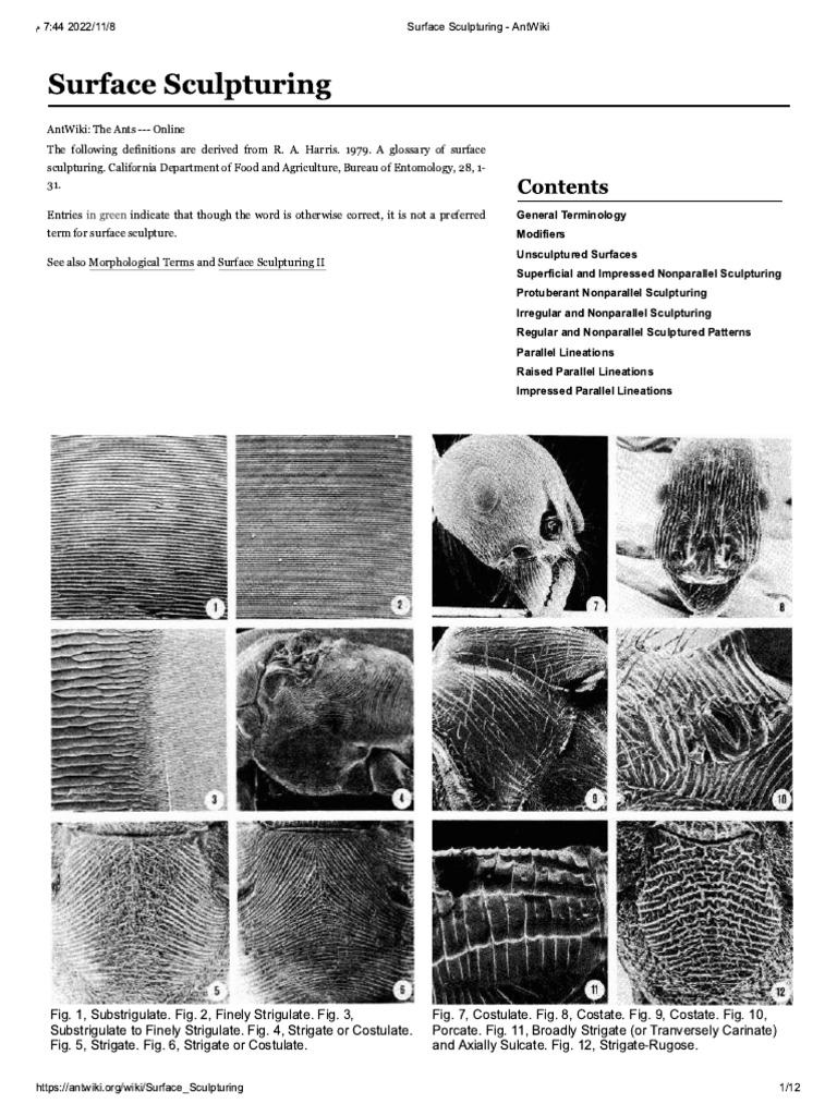 Surface Sculpturing - AntWiki | PDF