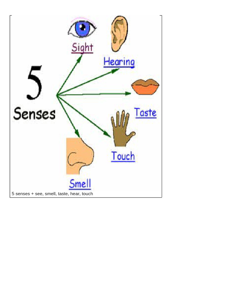 CCNN 1º Ud1 My Body Flashcards | PDF