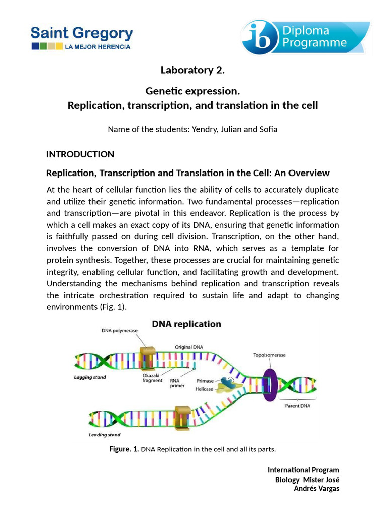 Genetic Expression: Replication to Translation | PDF | Translation ...