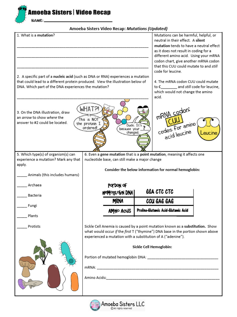 Mutations Updated Recap by Amoeba Sisters | PDF | Genetic Code | Point Mutation