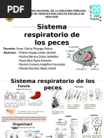 Anatomía y Función de las Branquias en Peces | PDF | Branquia | Pescado