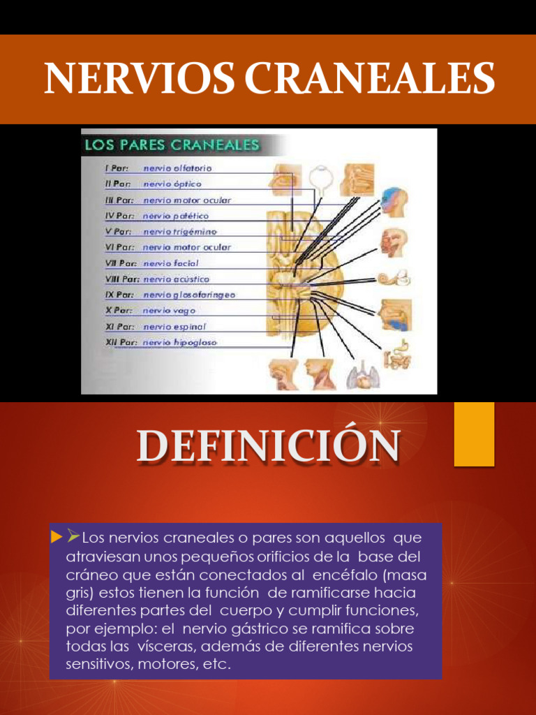Funciones y Clasificación de Nervios Craneales | PDF | Lengua | Nervio vago