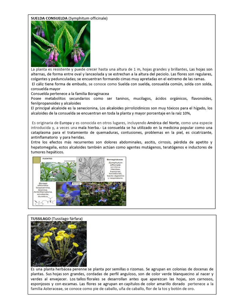 Propiedades y usos de la suelda consuelda | PDF