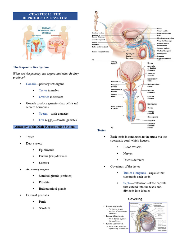 CHAPTER 10 Reproductive System | PDF | Menstrual Cycle | Ovary