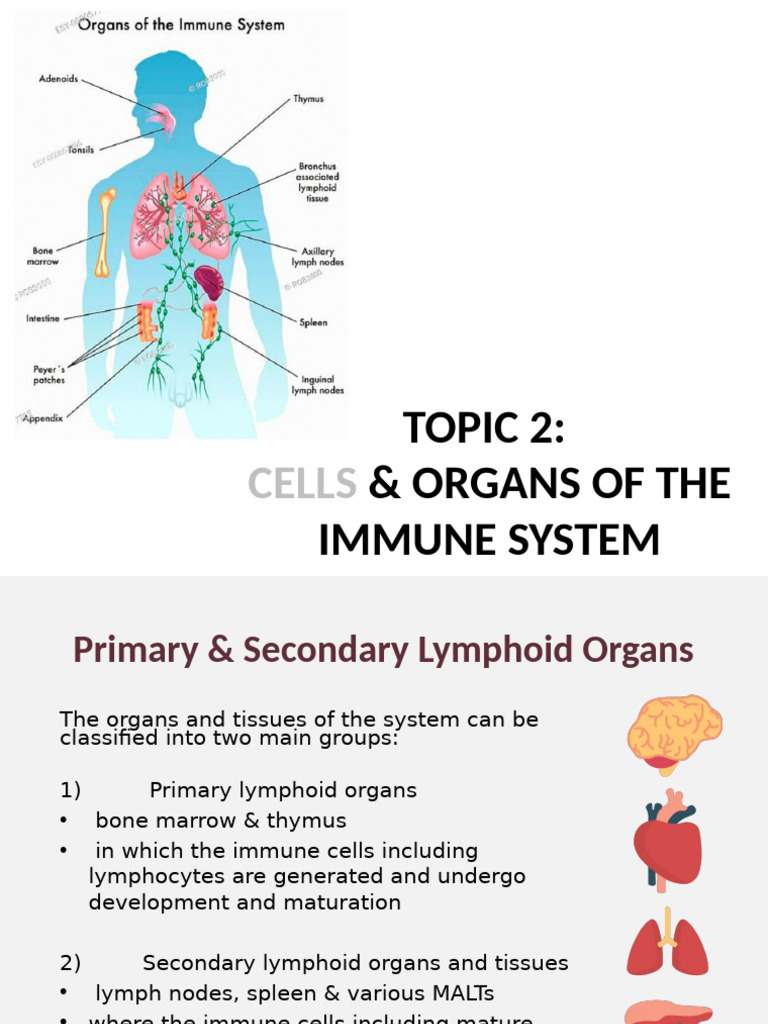 Overview of Secondary Lymphoid Organs | PDF | Lymphatic System | Lymph Node