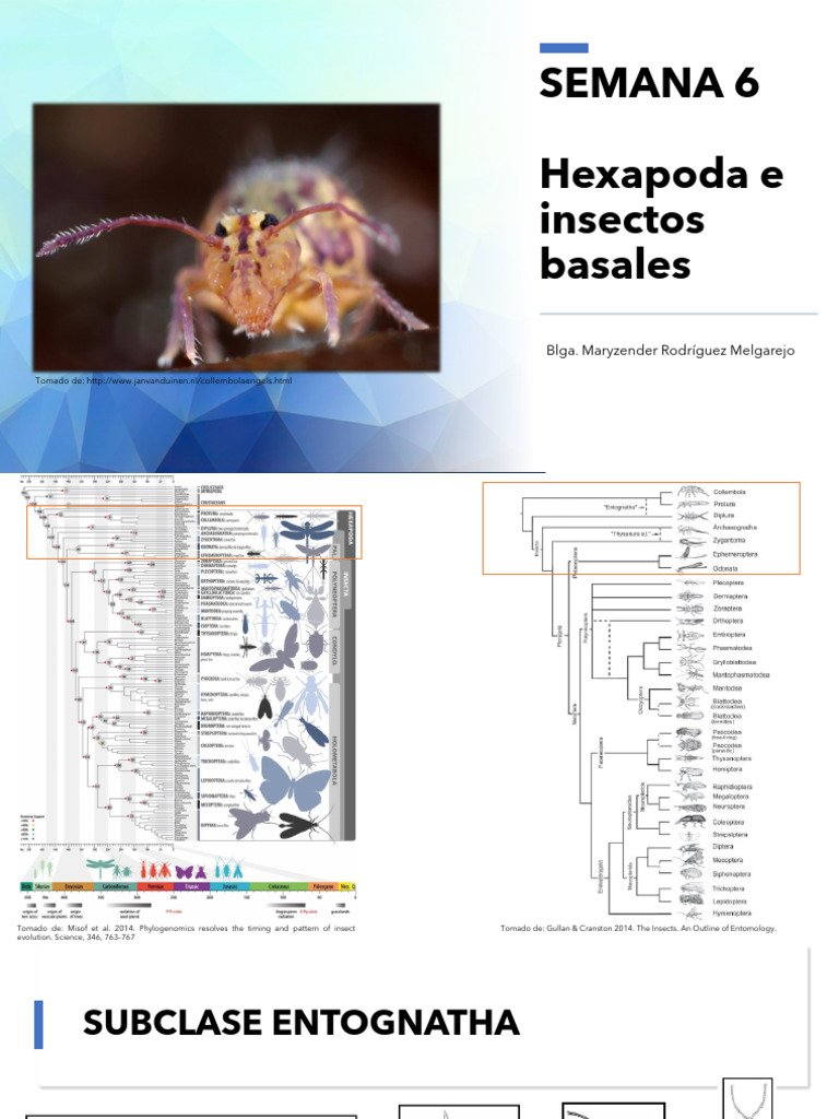 SEM 6 - Hexapoda e Insectos Basales | PDF | Artrópodos | Hexapoda